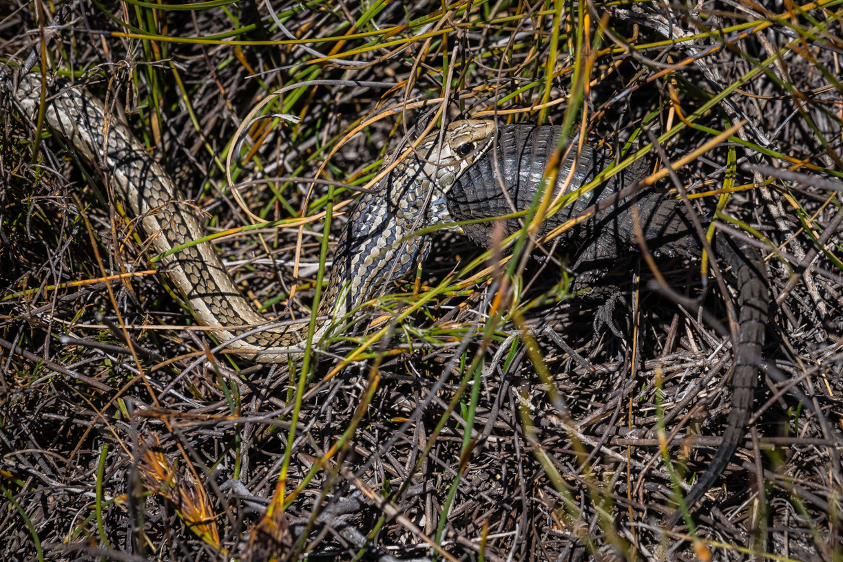 20171013-Day 5 snake eating lizard - Wild