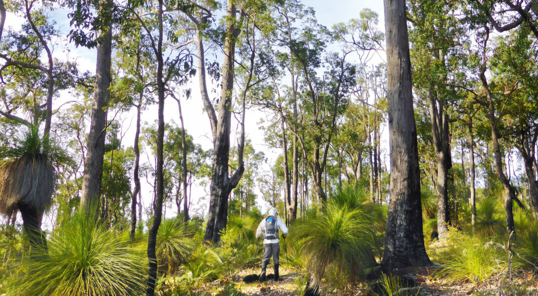 Western Australias northern jarrah forests - Wild